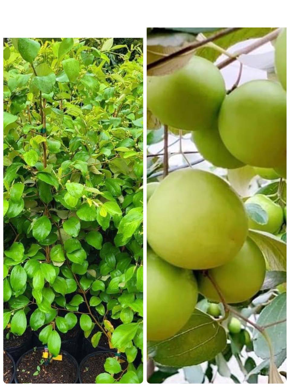 THAI JUJUBE/Thai Giant/Indian Thornless Jujube/Apple Jujube/Taiwan Gia ...