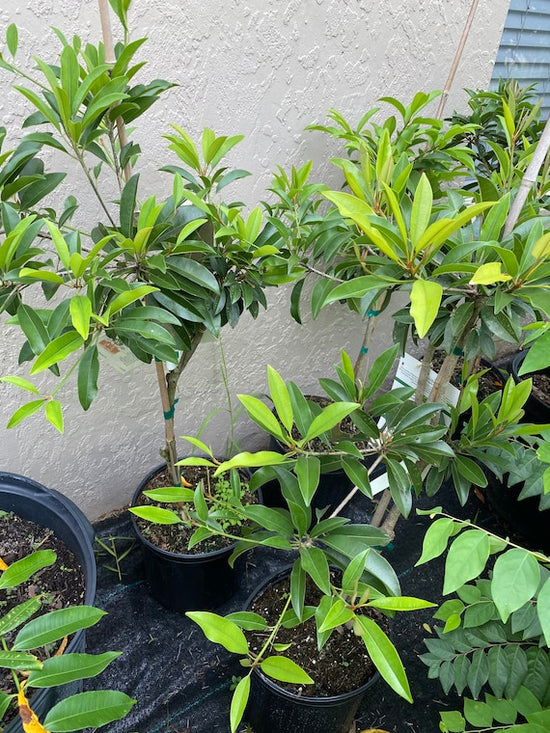 MORENA SAPODILLA (Manilkara zapota) – iGreenThumb