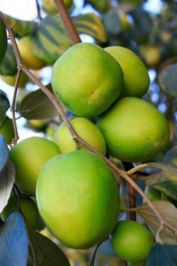 THAI JUJUBE/Thai Giant/Indian Thornless Jujube/Apple Jujube/Taiwan Gia ...