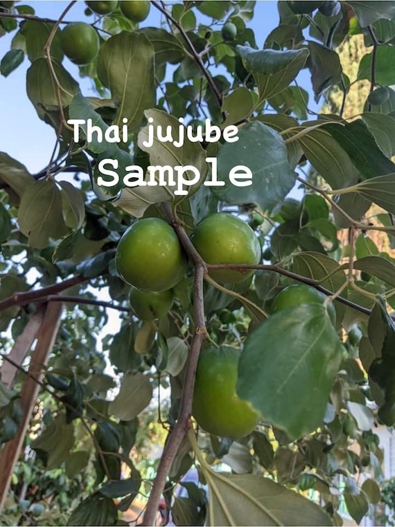 THAI JUJUBE/Thai Giant/Indian Thornless Jujube/Apple Jujube/Taiwan Gia ...