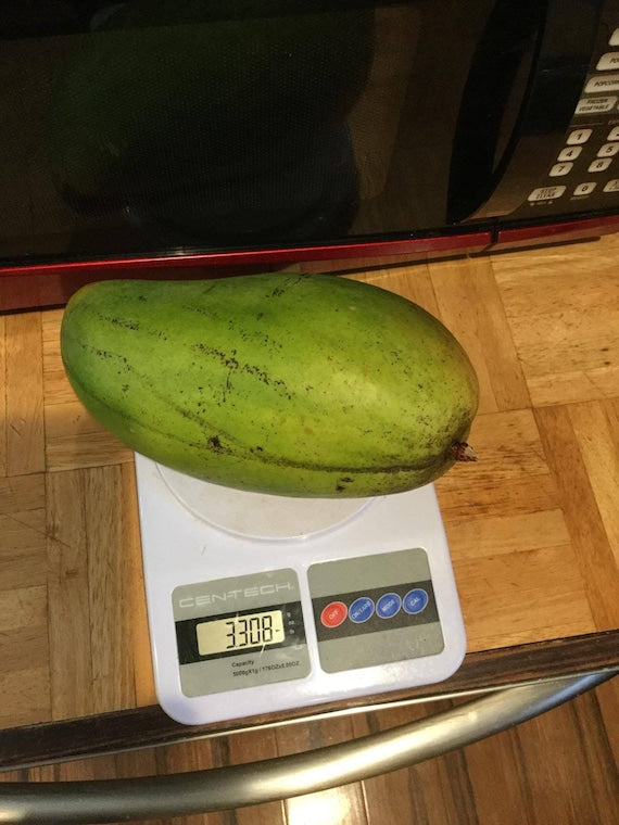 KIEW YAI THAI Mango Tree. Xoài Tượng/ Khaew Yai/ Khao Yai/ Keow Yai ...