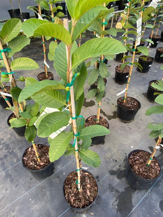 TAIWANESE WHITE GUAVA Tree – iGreenThumb