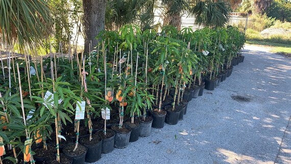 KEOW SAVOY Thai Mango Tree. Xoài Thái Giòn Ngọt – iGreenThumb