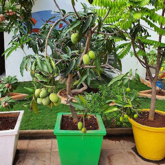 ICE CREAM DWARF Mango Tree – iGreenThumb