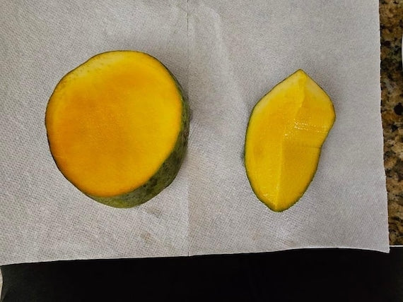 M4 Mango Tree – iGreenThumb