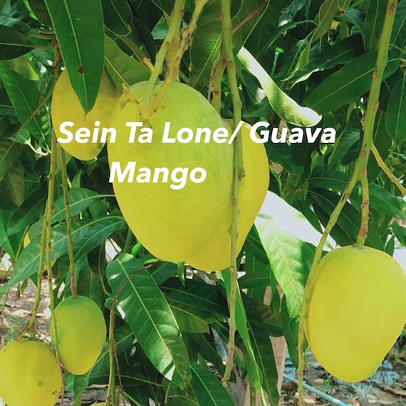 SEIN TA LONE aka Guava/ Diamond Solitaire Mango Tree – iGreenThumb