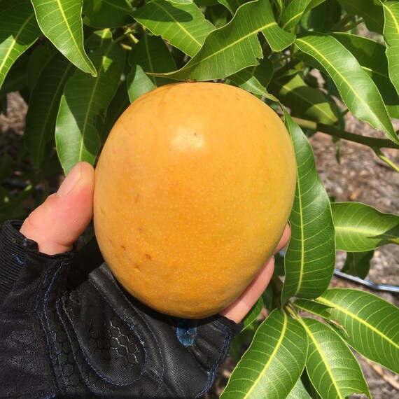 SEACREST/ TRIPLE SEC Mango Tree – iGreenThumb