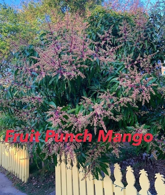 FRUIT PUNCH MANGO Tree – iGreenThumb