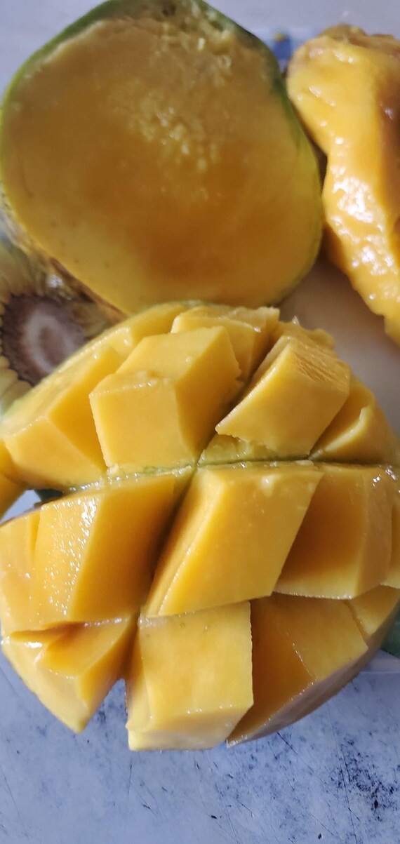 ICE CREAM DWARF Mango Tree – iGreenThumb