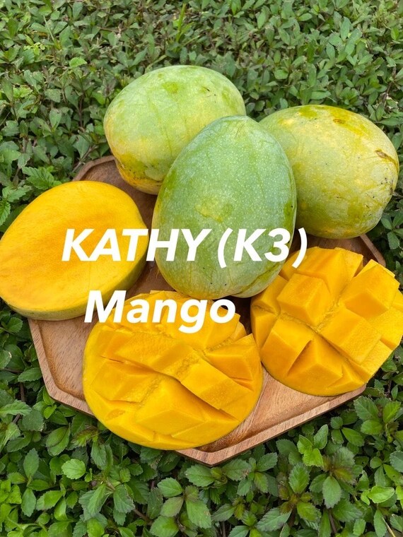 KATHY (K3) Mango Tree – iGreenThumb