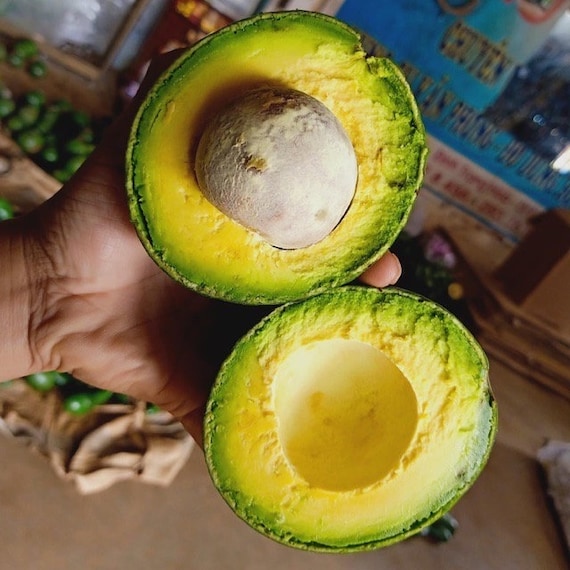 BOOTH 7 Avocado – iGreenThumb